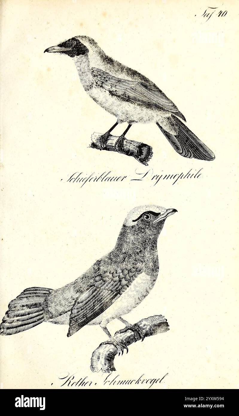 Two distinct bird species showcased hi-res stock photography and images ...