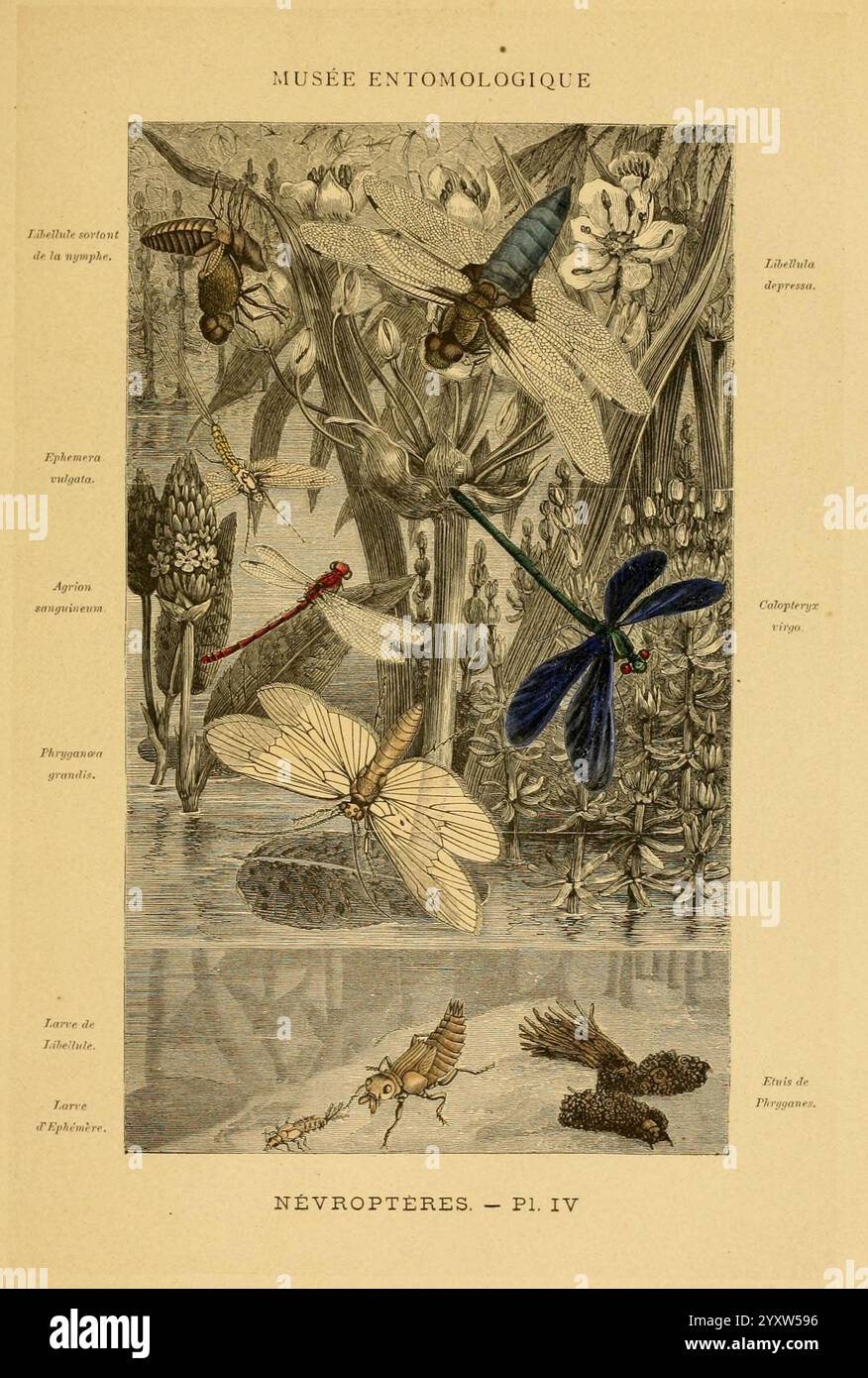 Fascinating life cycles hi-res stock photography and images - Alamy