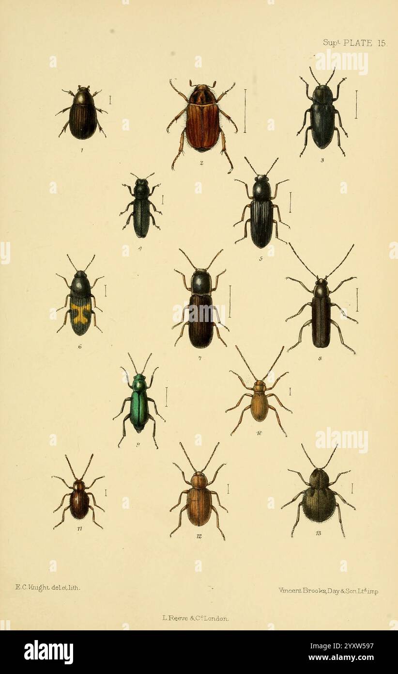The Coleoptera of the British Isles, London, L. Reeve & Co, 1887-1913 ...