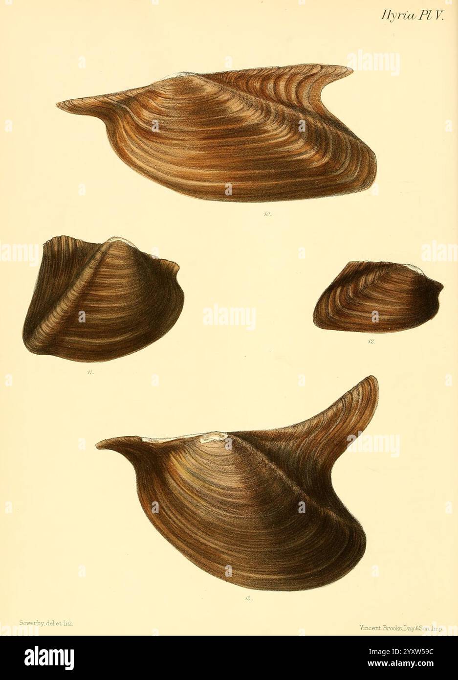 Conchologia iconica, or Illustrations of the shells of molluscous ...