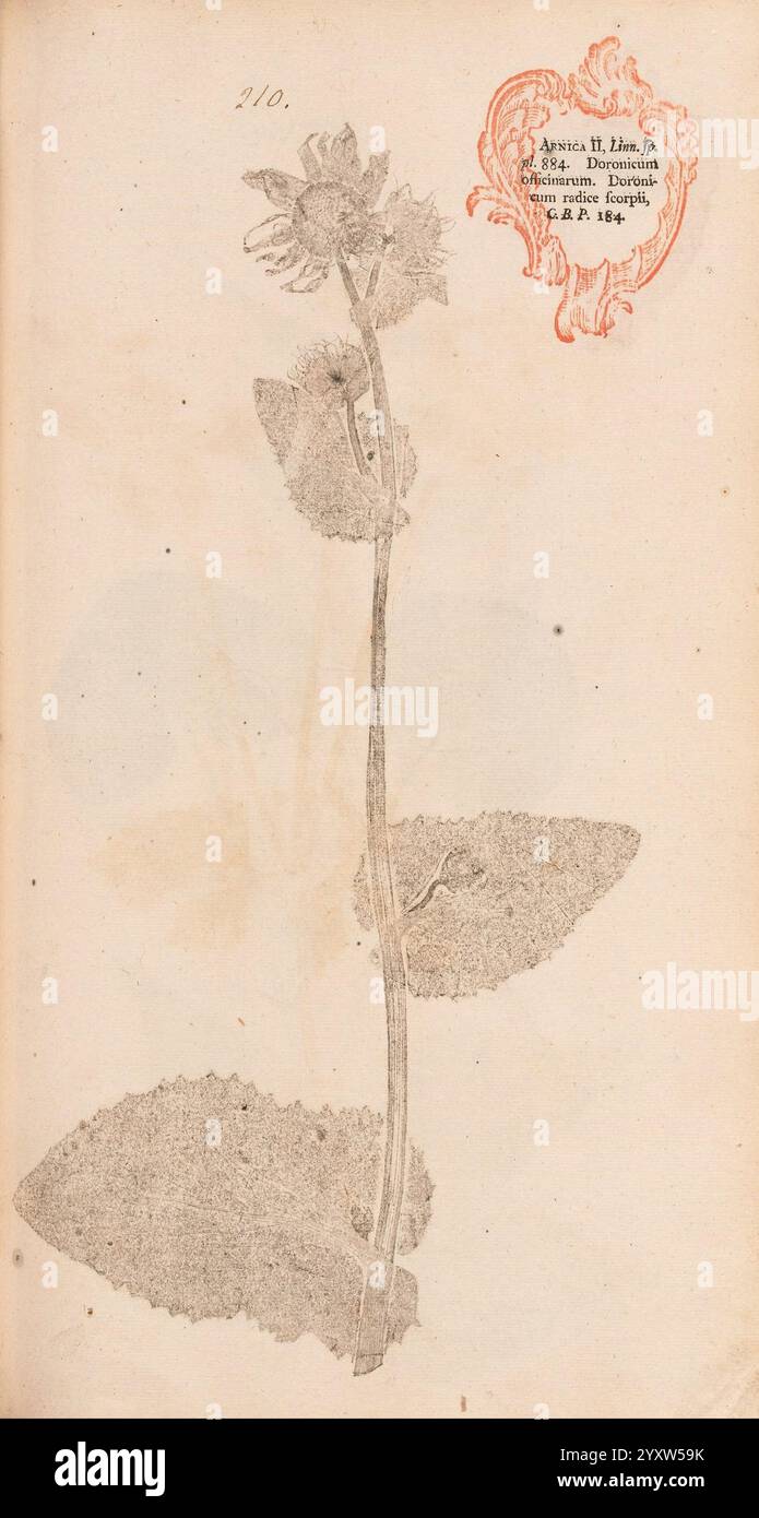 Pictorial works plants specimens hi-res stock photography and images ...