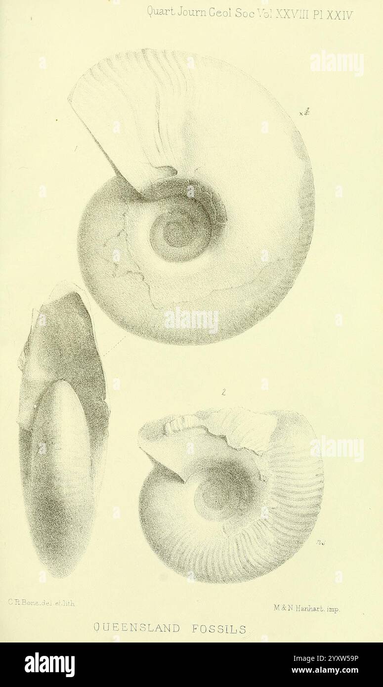 Distinctive coiled shells hi-res stock photography and images - Alamy