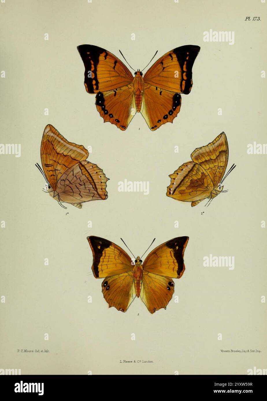 Wings fully expanded hi-res stock photography and images - Alamy