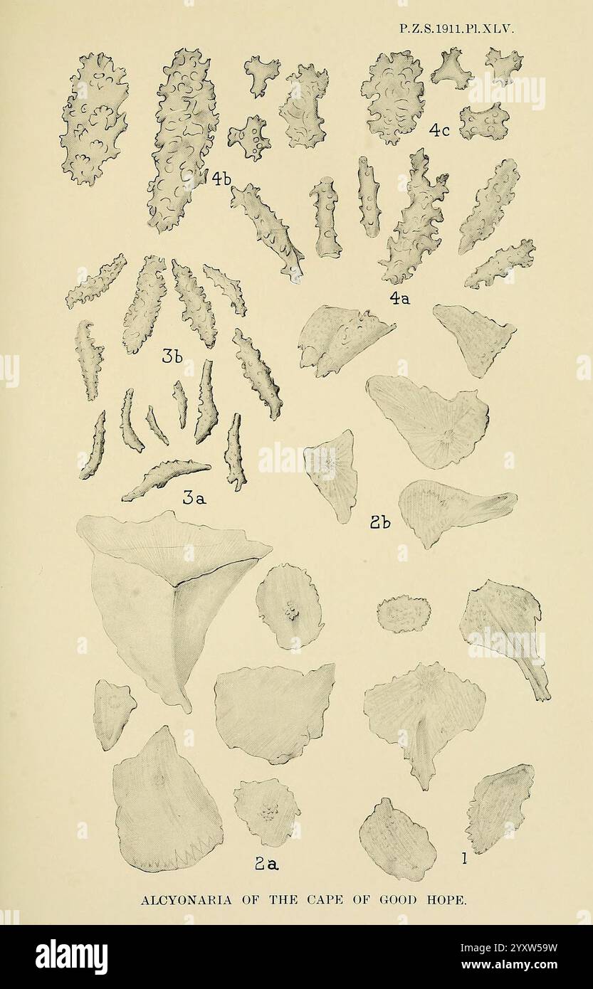 Proceedings of the Zoological Society of London London Academic Press ...