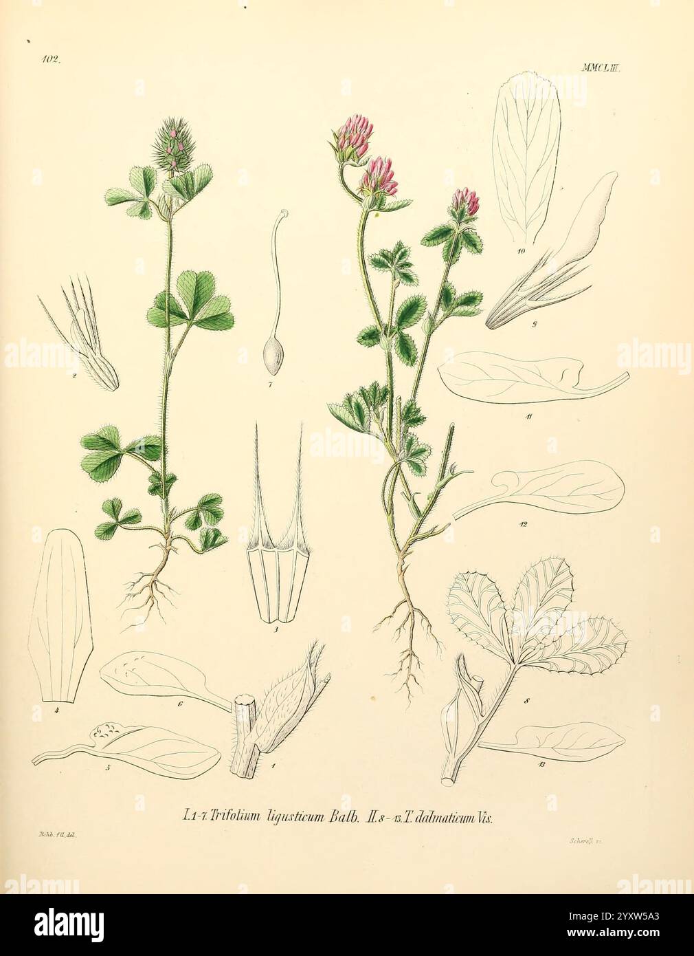 Trifolium ligulatum hi-res stock photography and images - Alamy