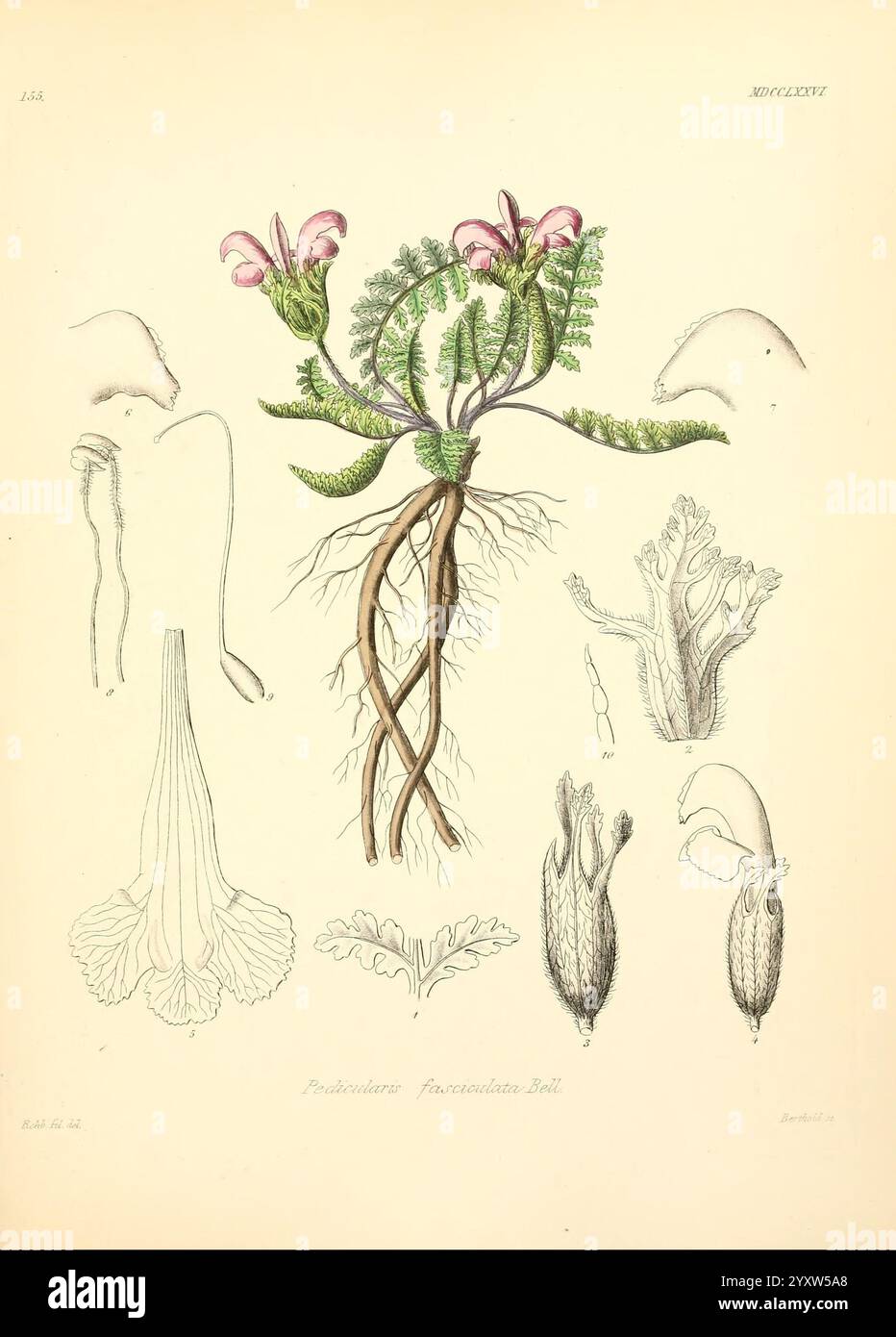 Fascinating aquatic plant species hi-res stock photography and images ...