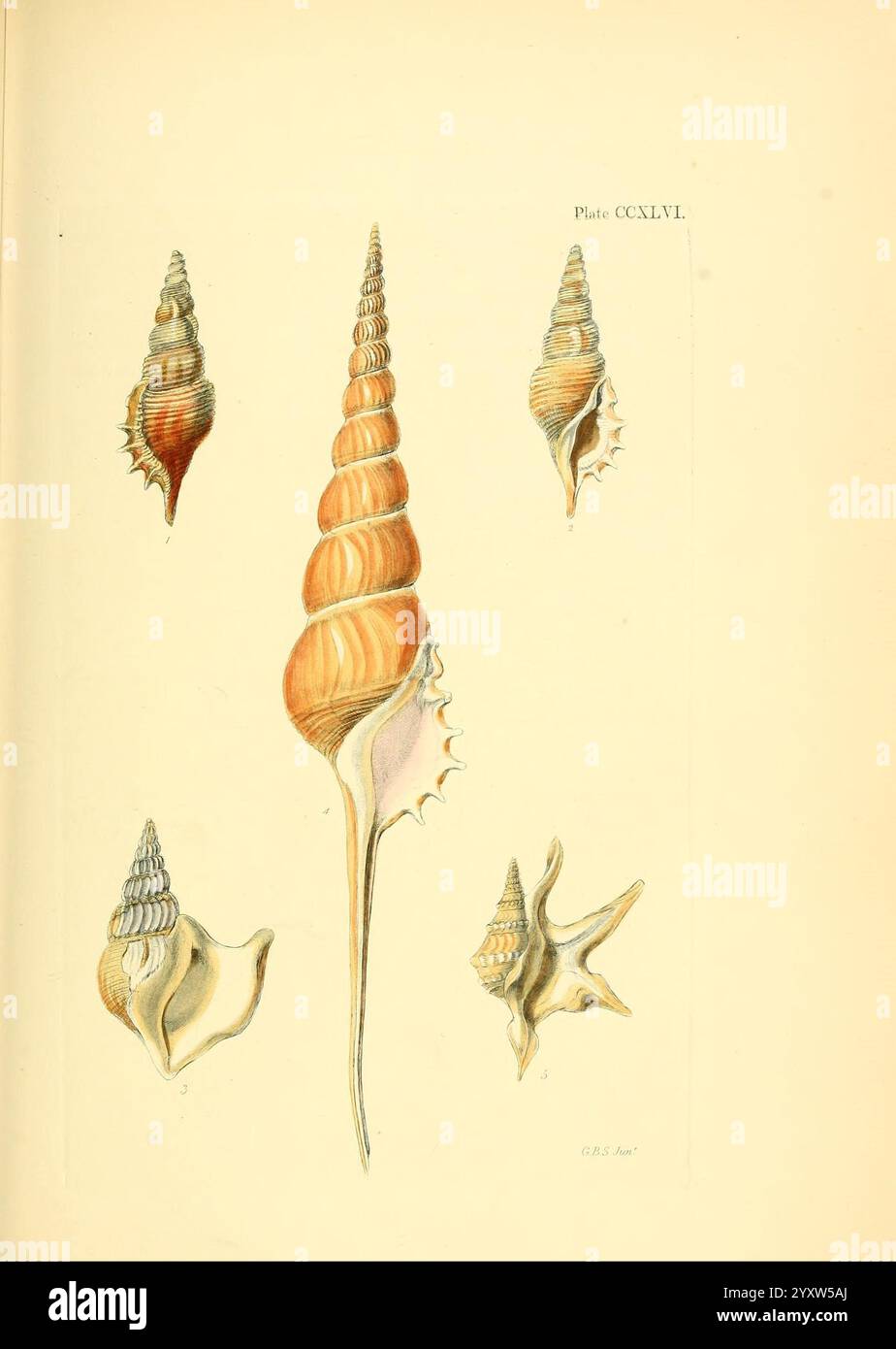 Conchologia systematica, or Complete system of conchology London ...