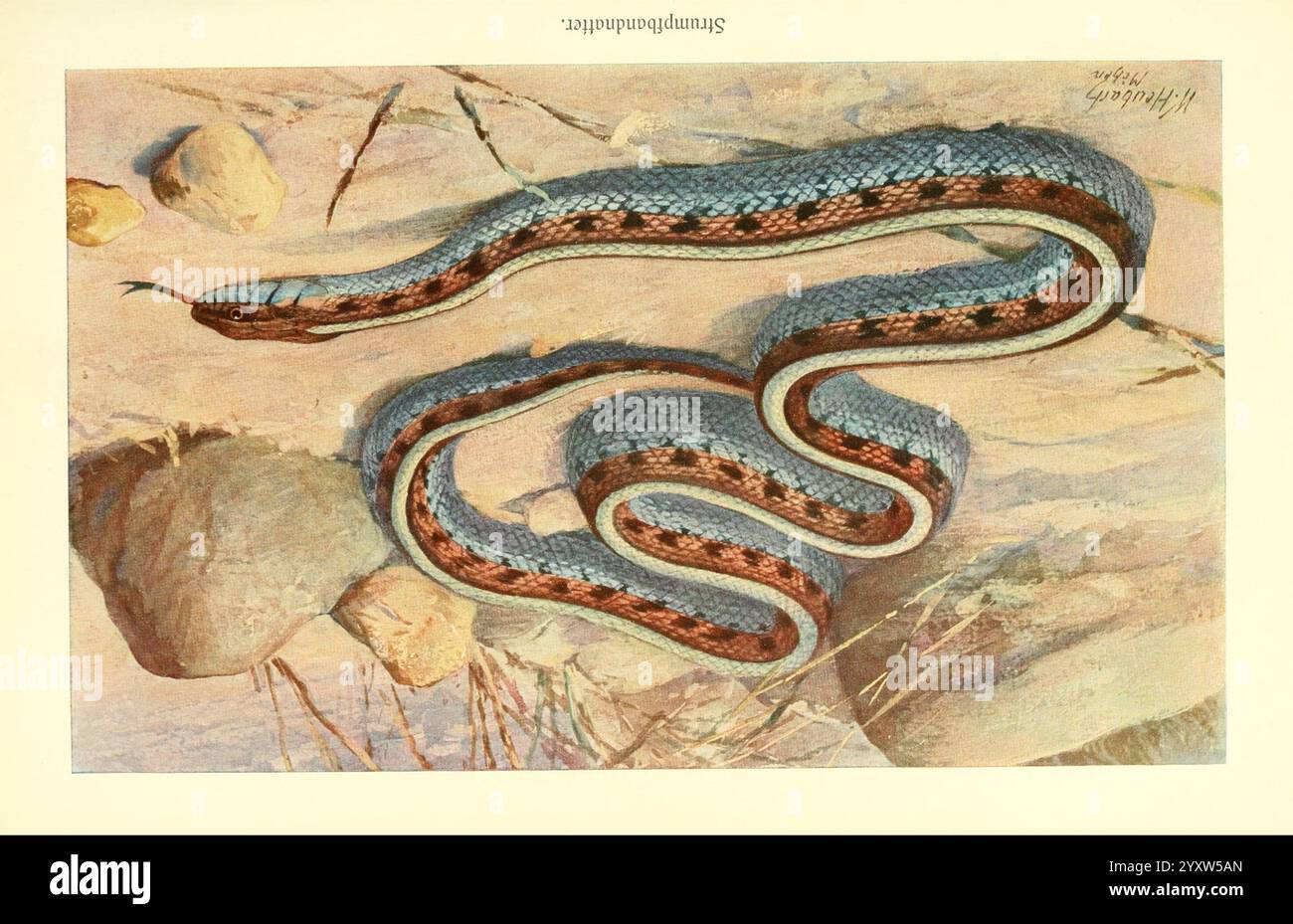 Snakes sleek form hi-res stock photography and images - Alamy