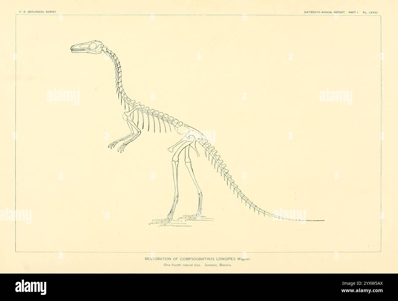 The dinosaurs of North America, Washington, Govt. Print, 1896 ...