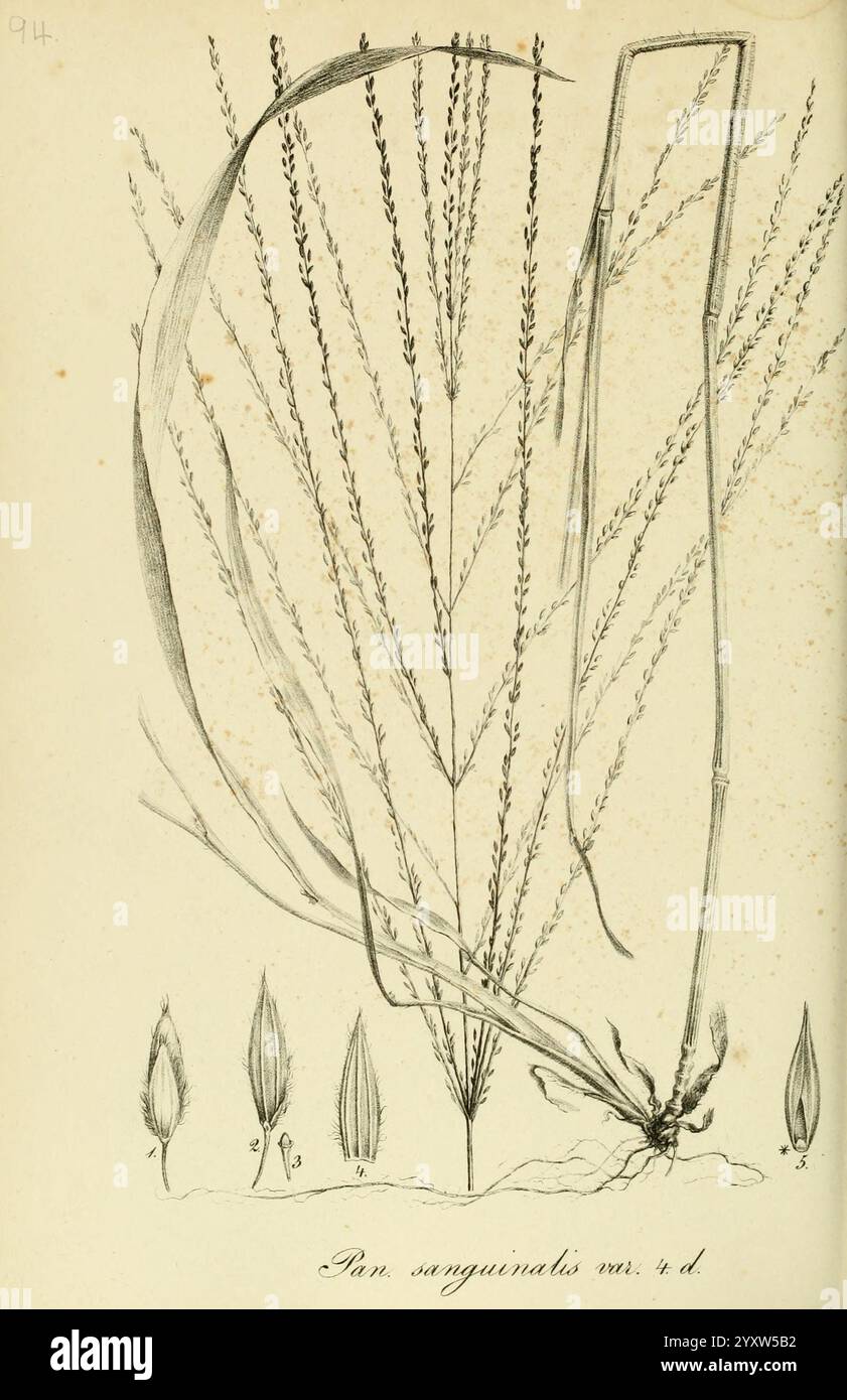Species, Graminum, Petropoli, Impensis, Academiae, Imperialis ...
