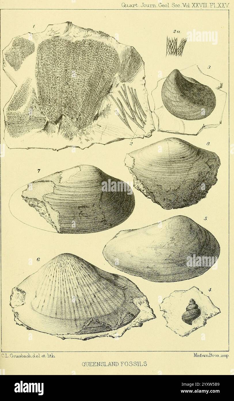 Specimen displays distinct characteristics hi-res stock photography and ...