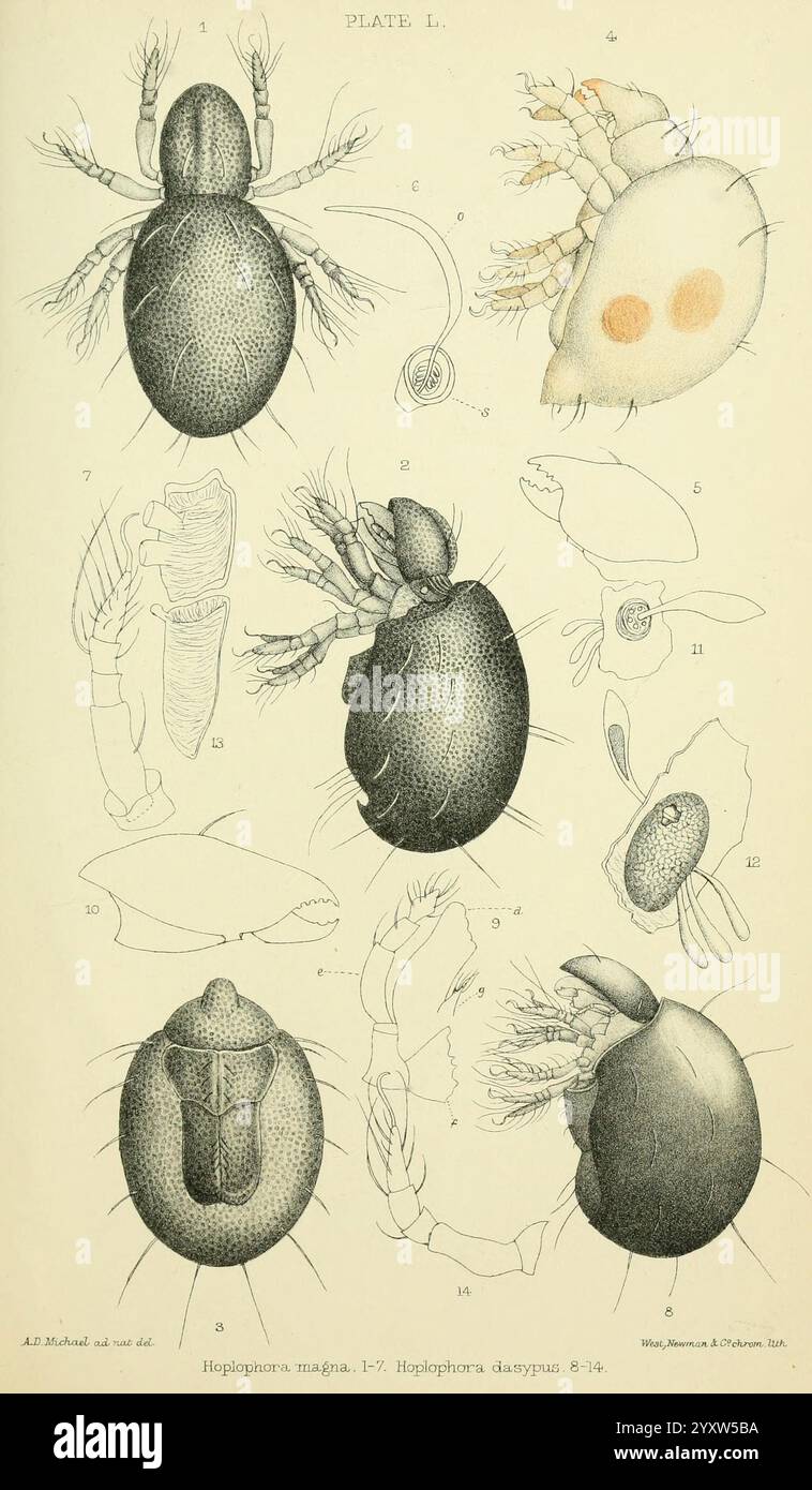 British, Oribatidæ, London, The Ray Society, 1884-1888, Great Britain ...
