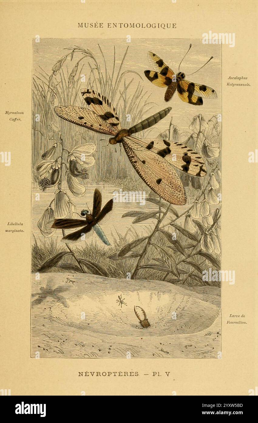 Les insectes, Paris, J. Rothschild, 1878, classification, entomology ...