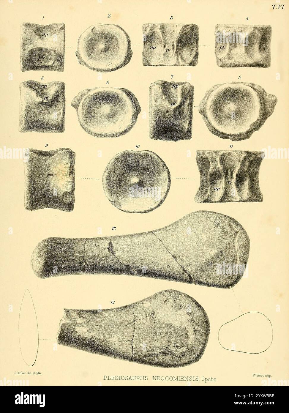Fossils take hi-res stock photography and images - Alamy