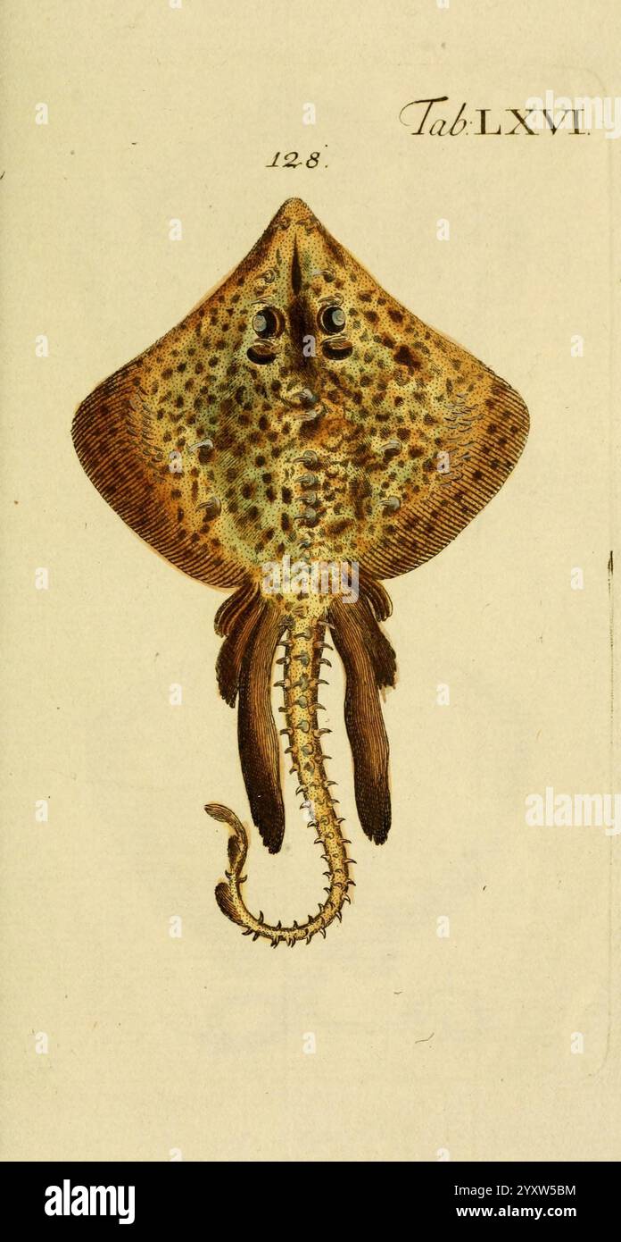 Abbildung, und, Beschreibung, der, Fische, Nürnberg, Samuel ...