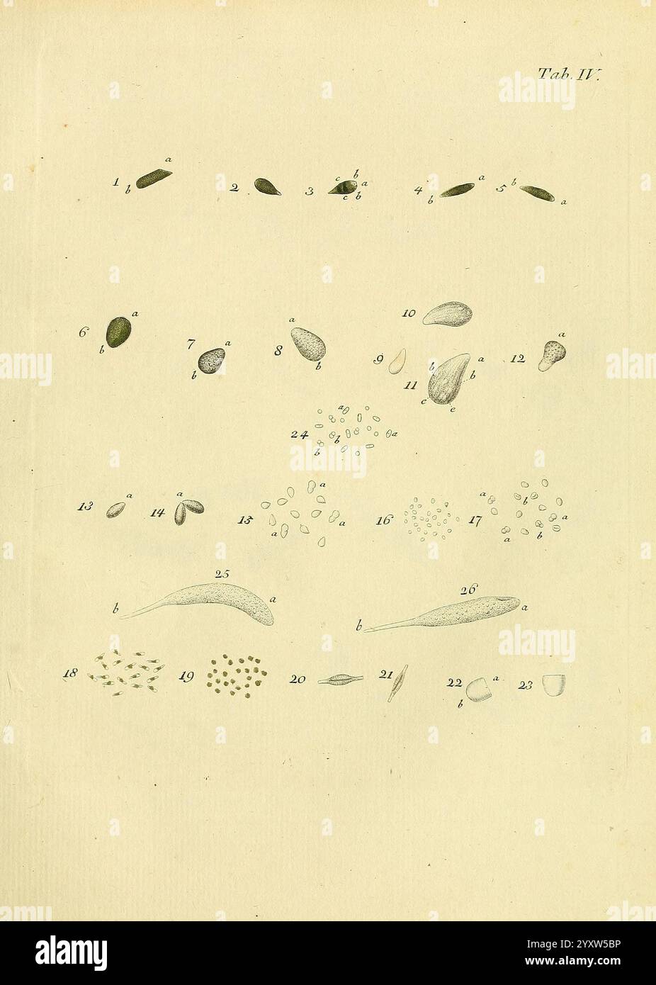 Animalcula, Infusoria, Fluviatilia, Marina, Hauniae, Typis, Nicolai ...