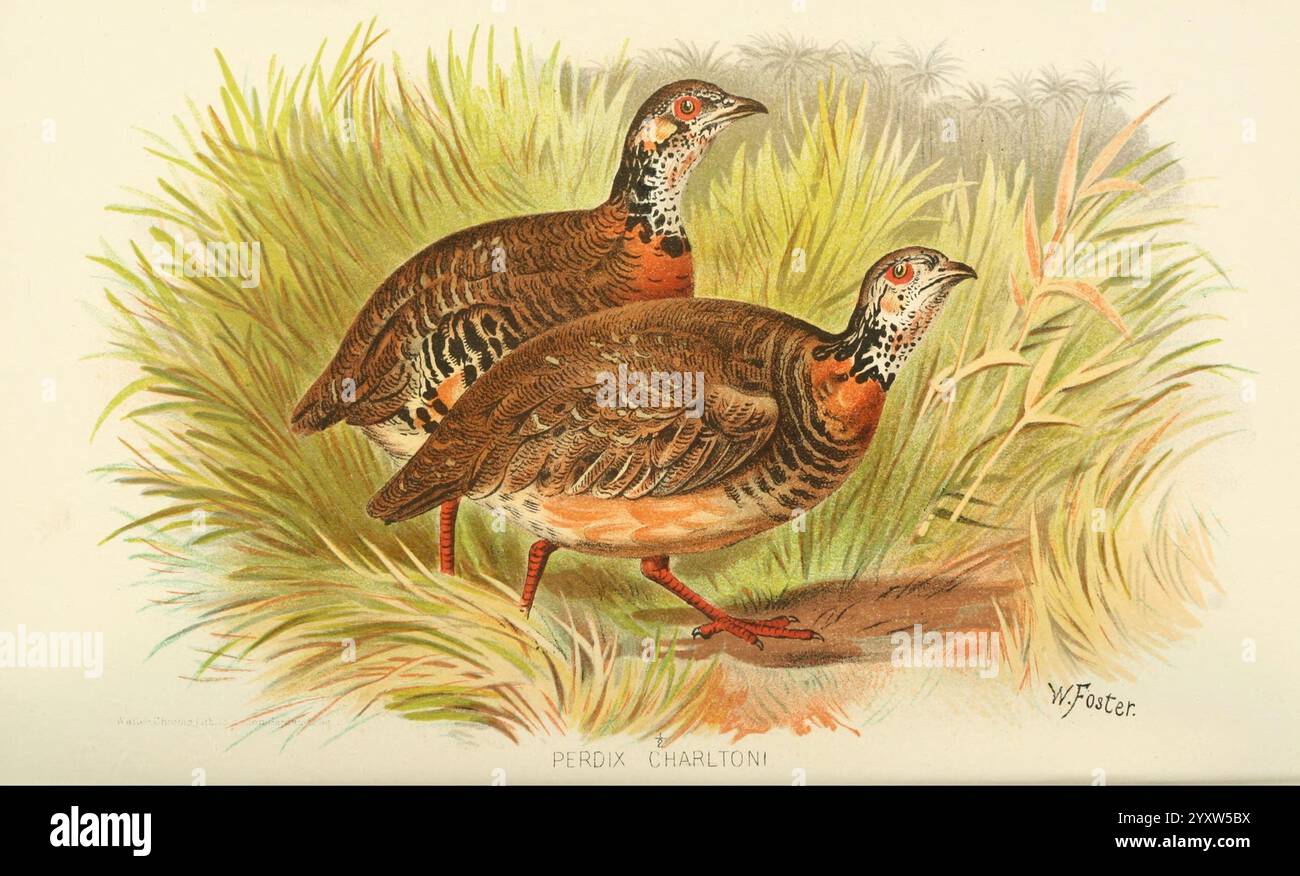 Birds exhibit rich brown plumage hi-res stock photography and images ...