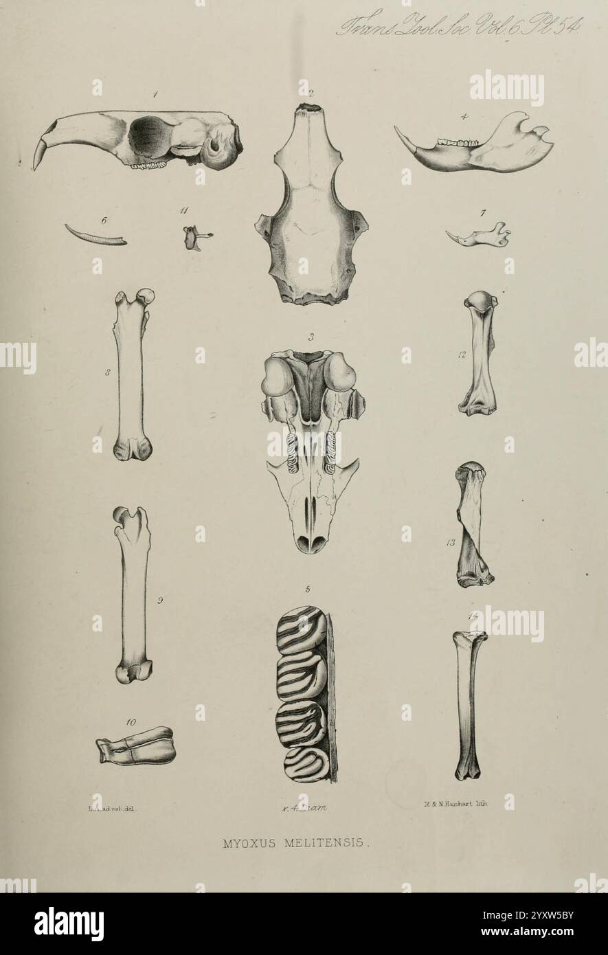 Transactions, Zoological Society of London, London, Published for the ...