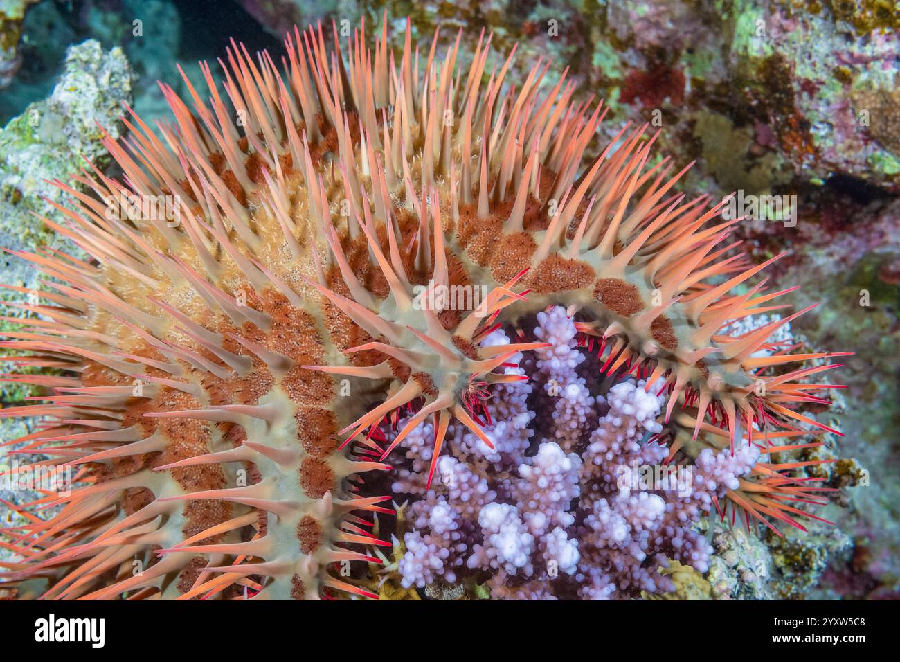 crown-of-thorns starfish, Acanthaster planci, Hurghada, Egypt, Red Sea ...