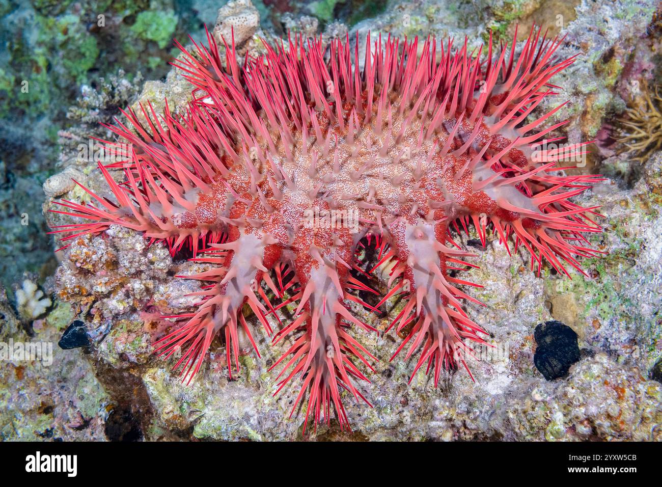 crown-of-thorns starfish, Acanthaster planci, Hurghada, Egypt, Red Sea ...