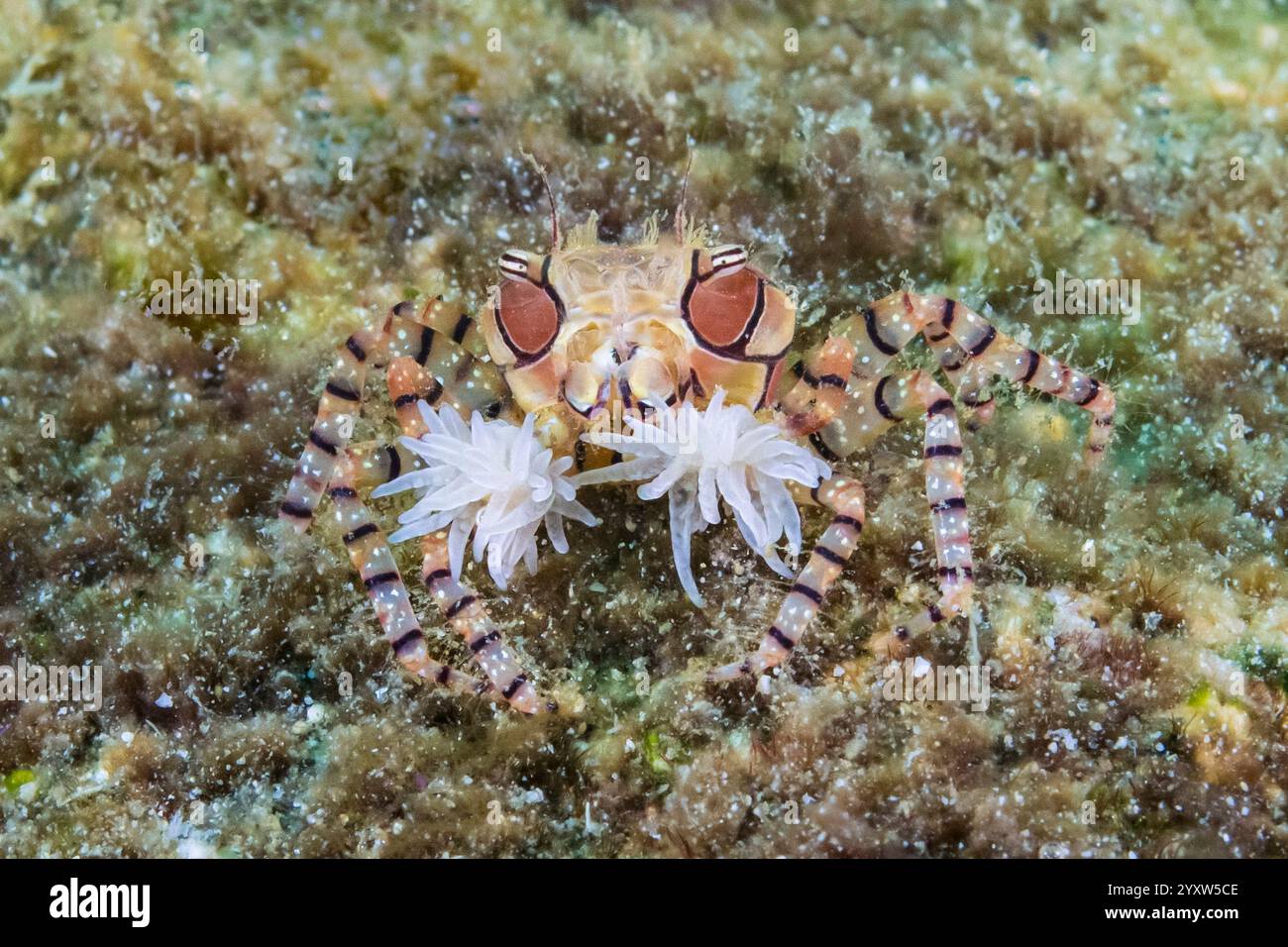 pom-pom crab, boxer crab, Lybia tessellata, with juvnile anemones ...