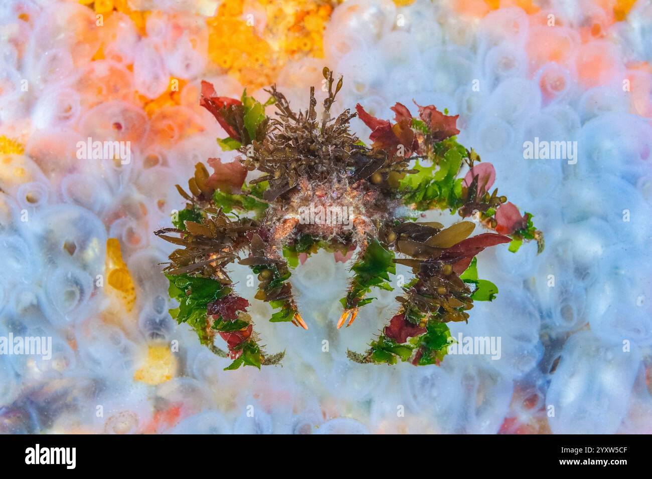 Graceful kelp crab hi-res stock photography and images - Alamy