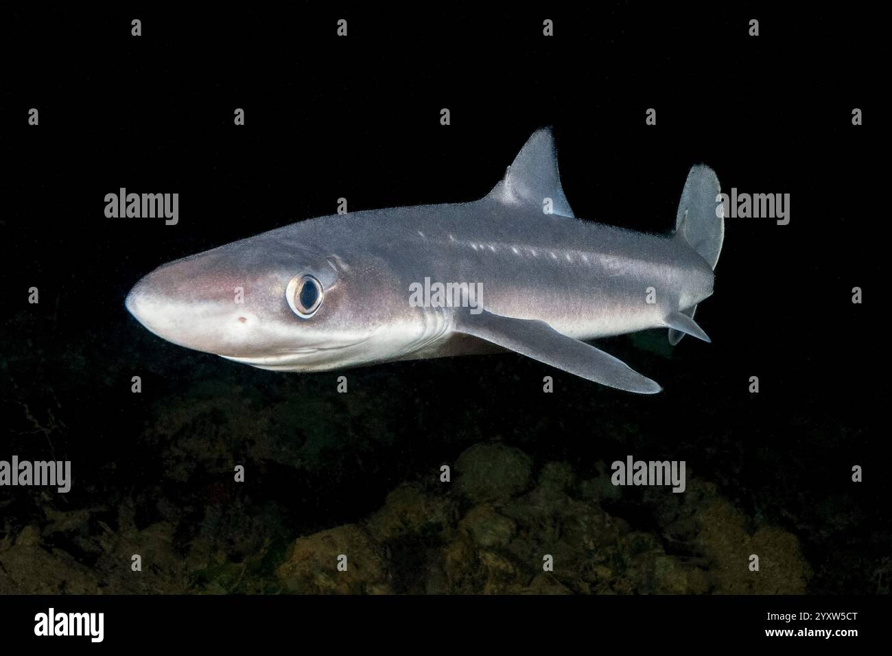 spiny dogfish shark, Squalus acanthias. Redondo Beach, Puget Sound ...