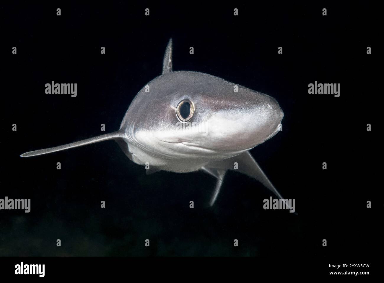 spiny dogfish shark, Squalus acanthias. Redondo Beach, Puget Sound ...