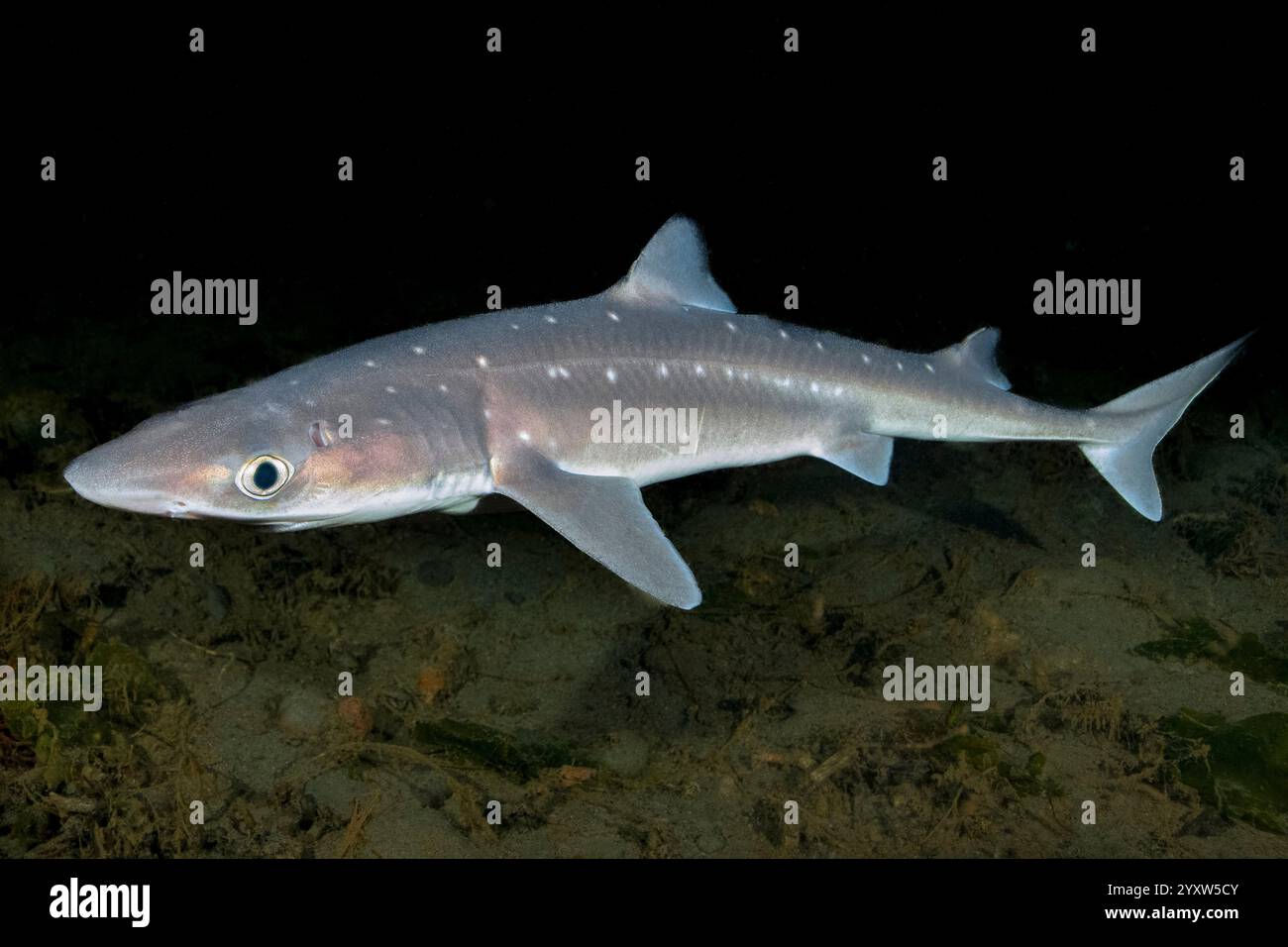 Eye shark piked dogfish squalus hi-res stock photography and images - Alamy