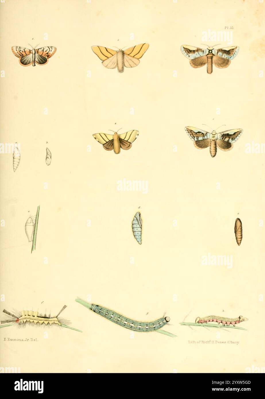 Several moth species hi-res stock photography and images - Alamy