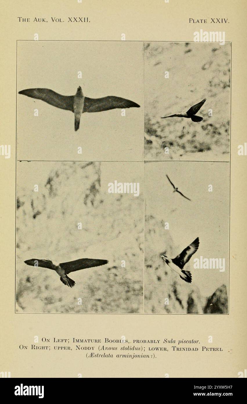 Visual showcases two distinct species hi-res stock photography and ...