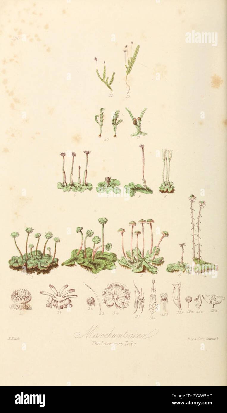 Illustrations of the Natural Orders of Plants with Groups and ...