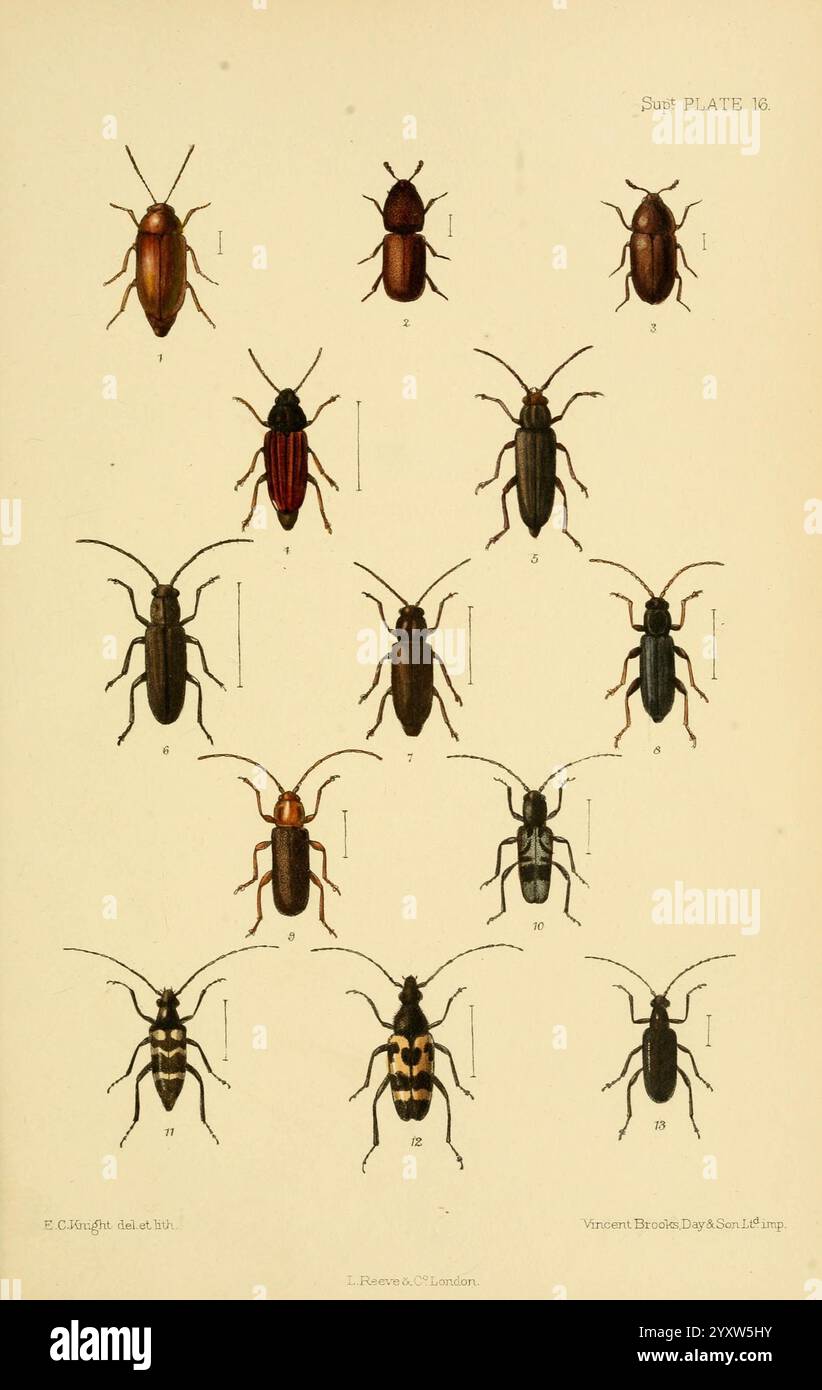 Cis dentatus hi-res stock photography and images - Alamy