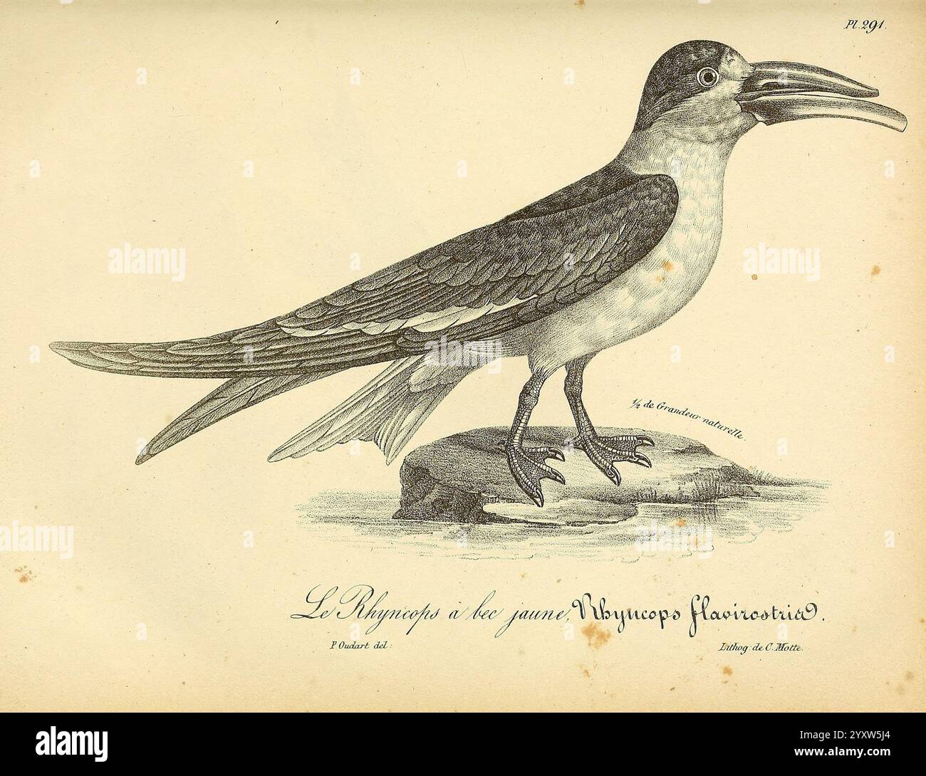 Classification within avian studies hi-res stock photography and images - Alamy