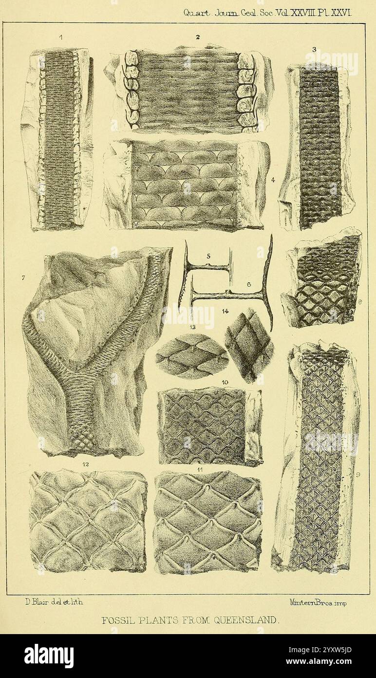 Fossilized plant specimens hi-res stock photography and images - Alamy