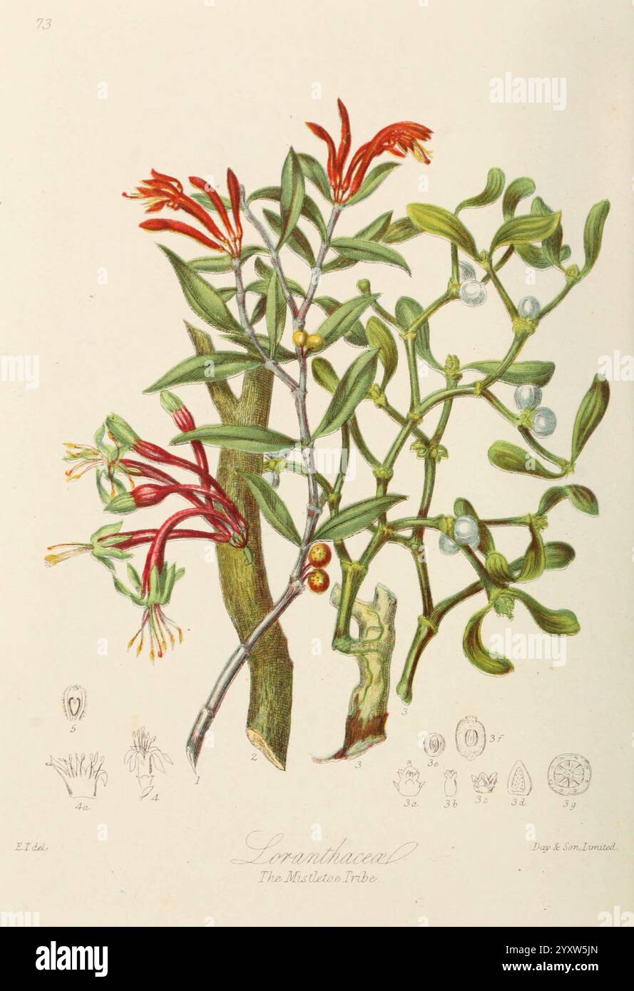 Illustrations of the natural orders of plants with groups and ...