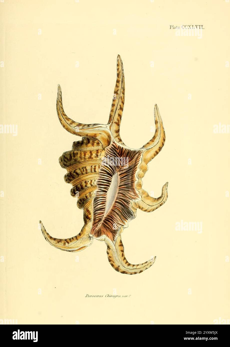 Conchologia systematica, or Complete system of conchology London ...