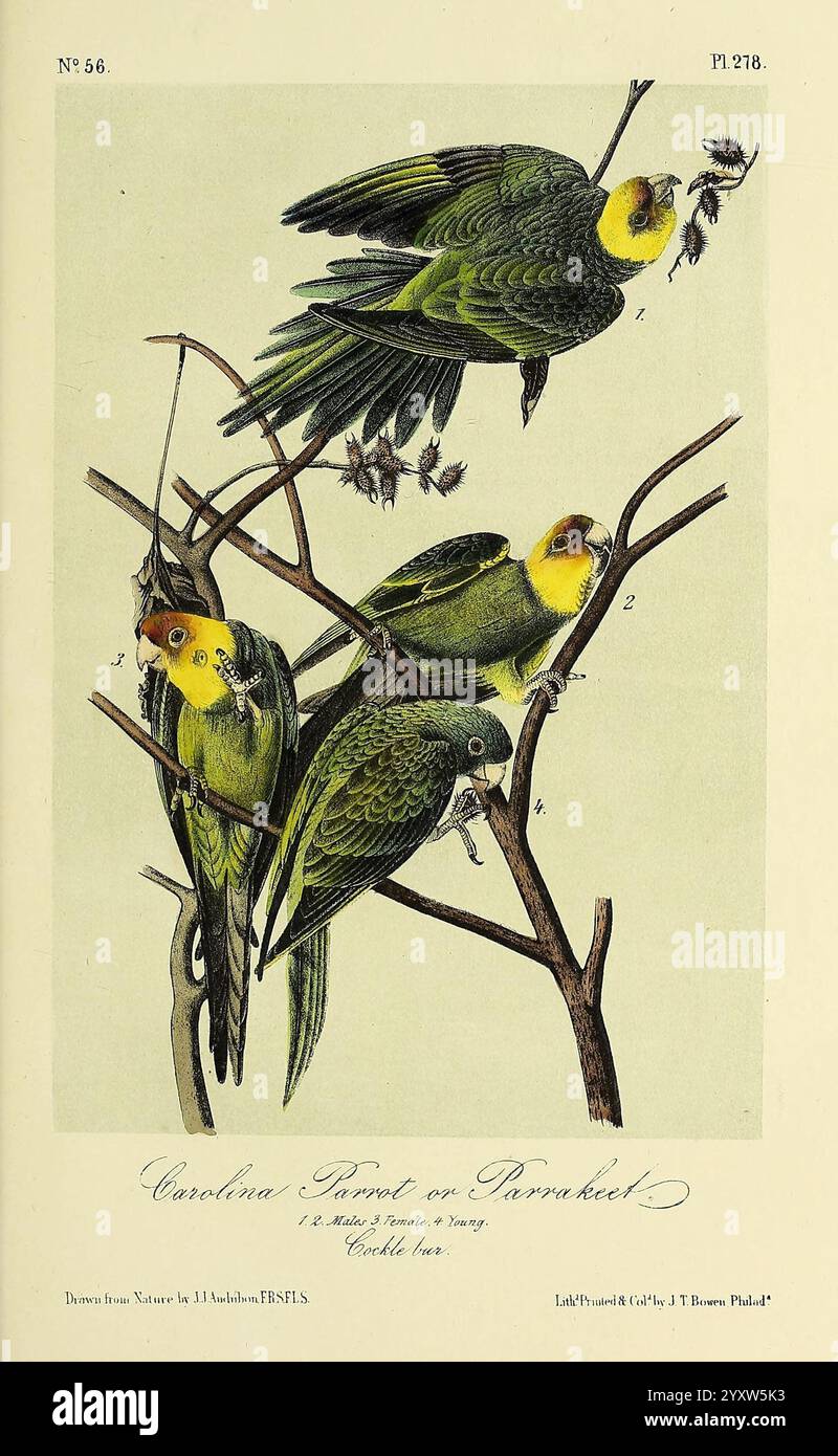 The, birds, of, America, New York, G.R, Lockwood, 1871, c1839, birds ...