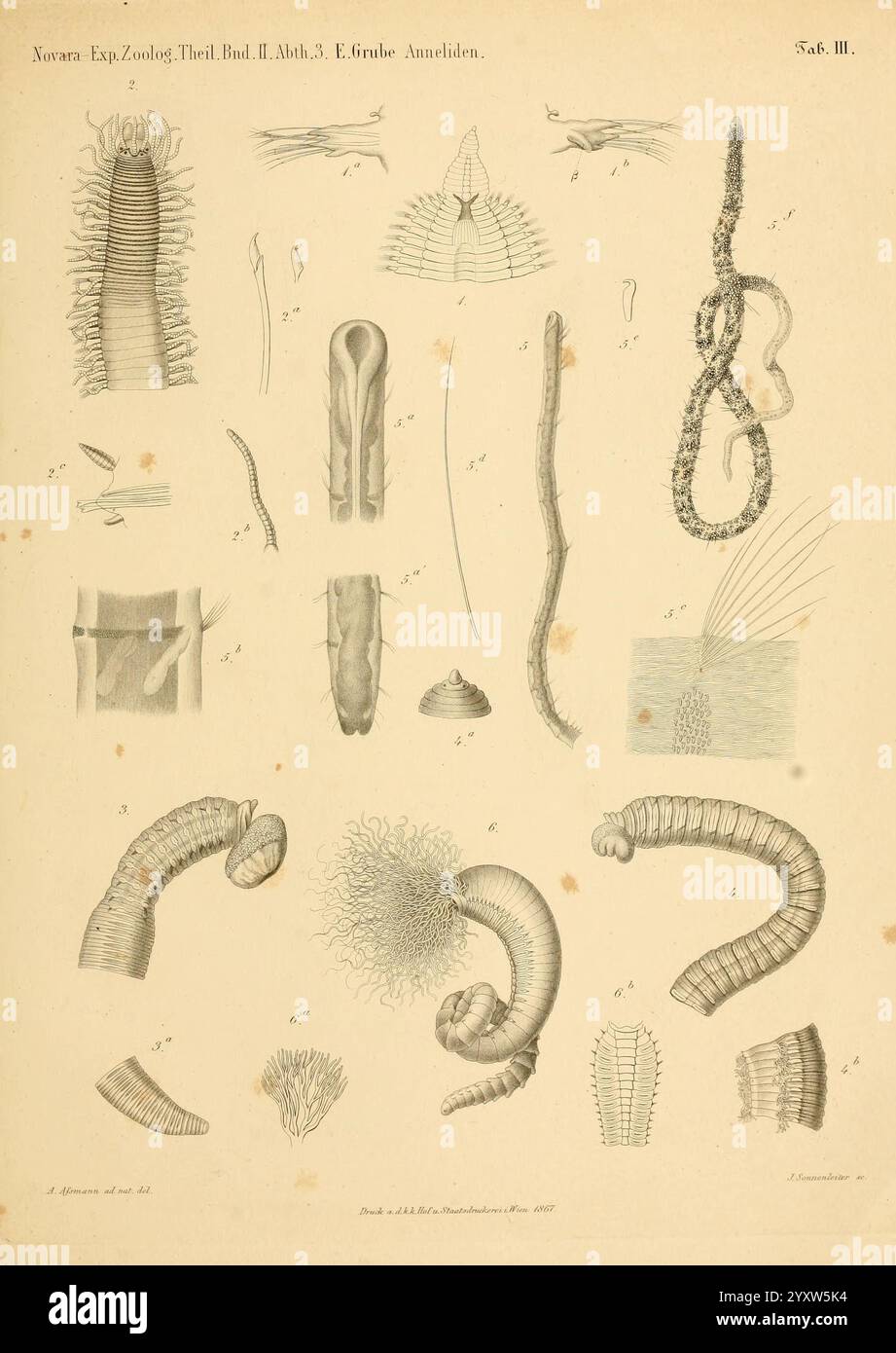 Marine annelids taxonomy hi-res stock photography and images - Alamy