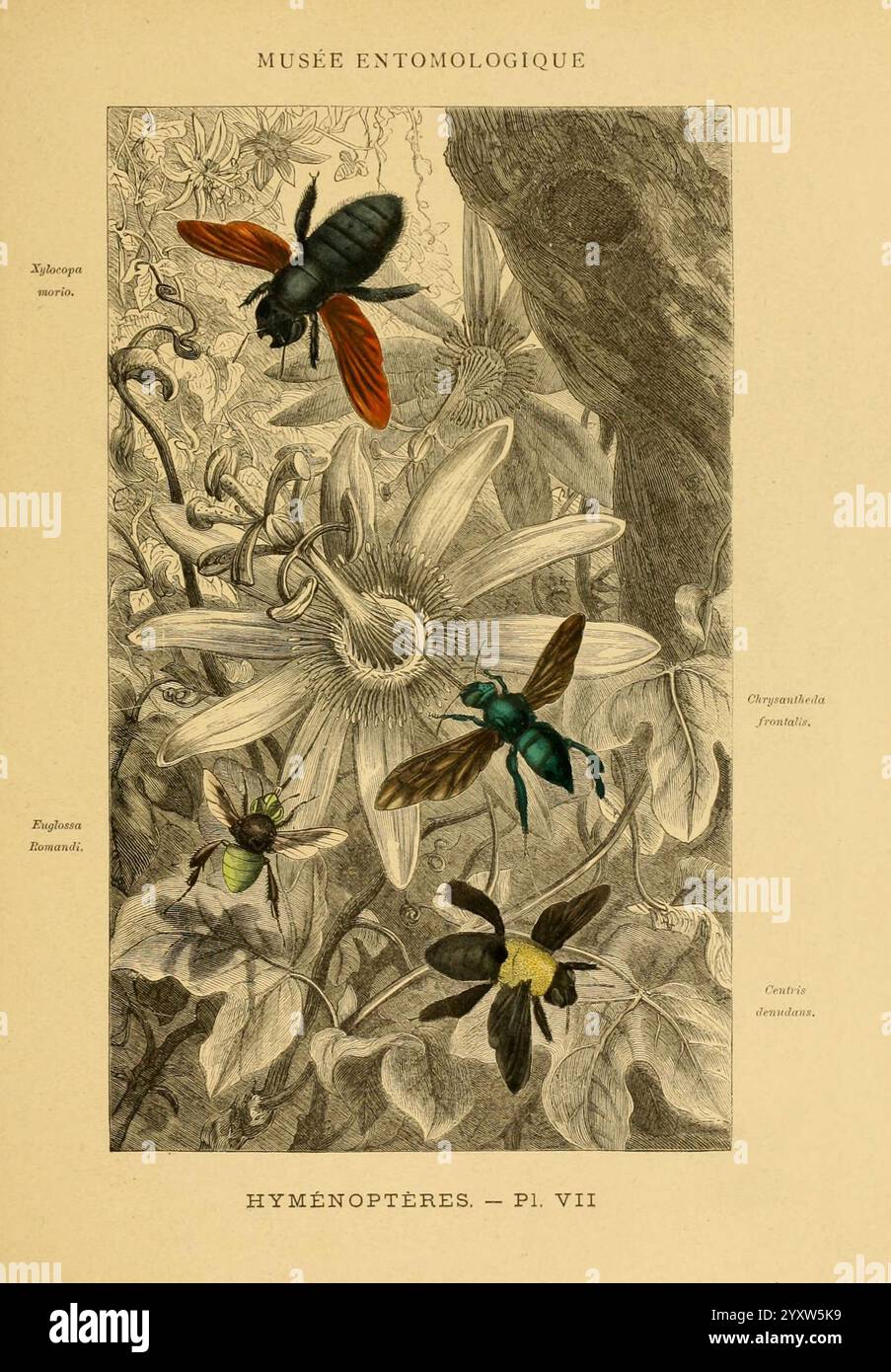 Les, Insectes, Paris, J, Rothschild, 1878, classification, entomology ...
