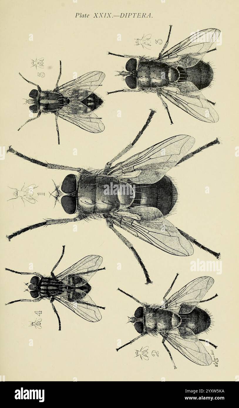 Musca corvina hi-res stock photography and images - Alamy