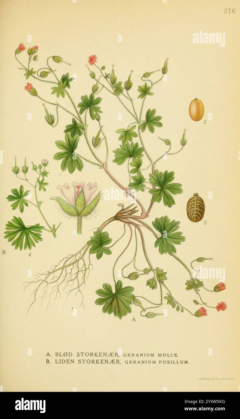 Geranium pusilum hi-res stock photography and images - Alamy