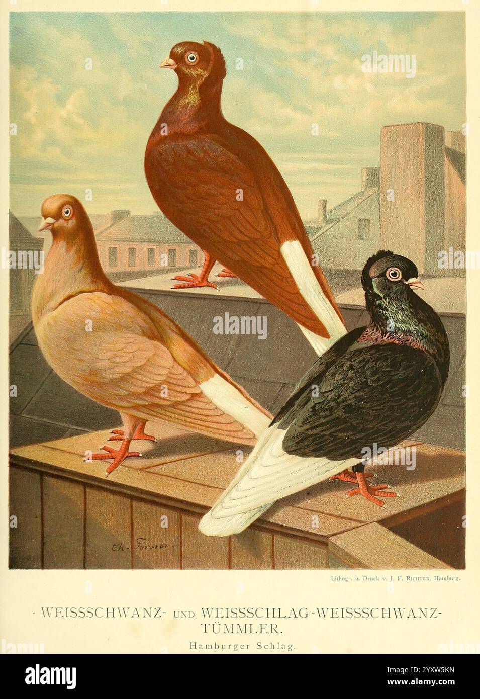 Pigeon showcases unique coloration hi-res stock photography and images ...