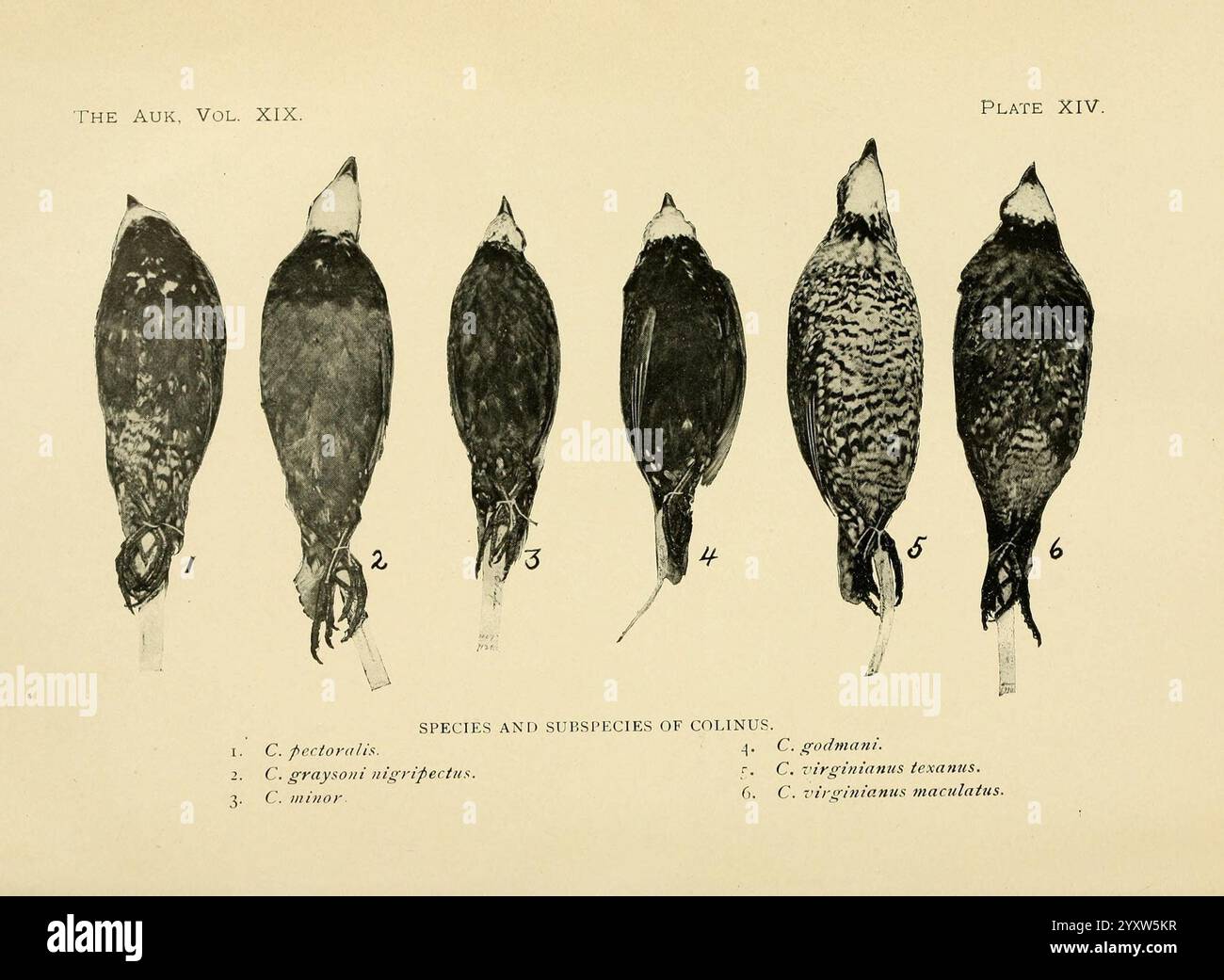Various physical characteristics hi-res stock photography and images ...