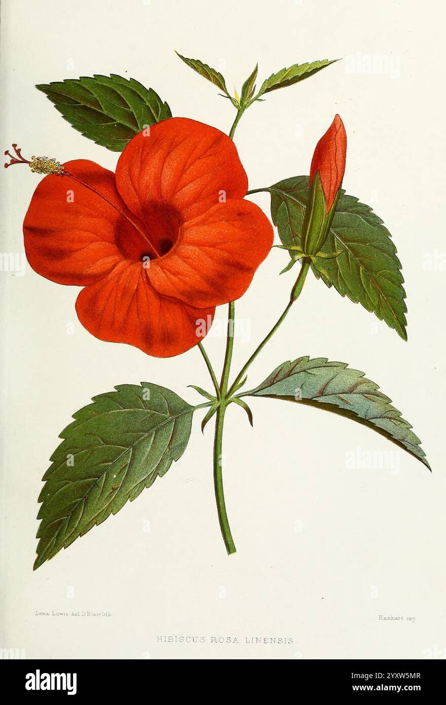 Trinomial hibiscus rosa sinensis hi-res stock photography and images ...