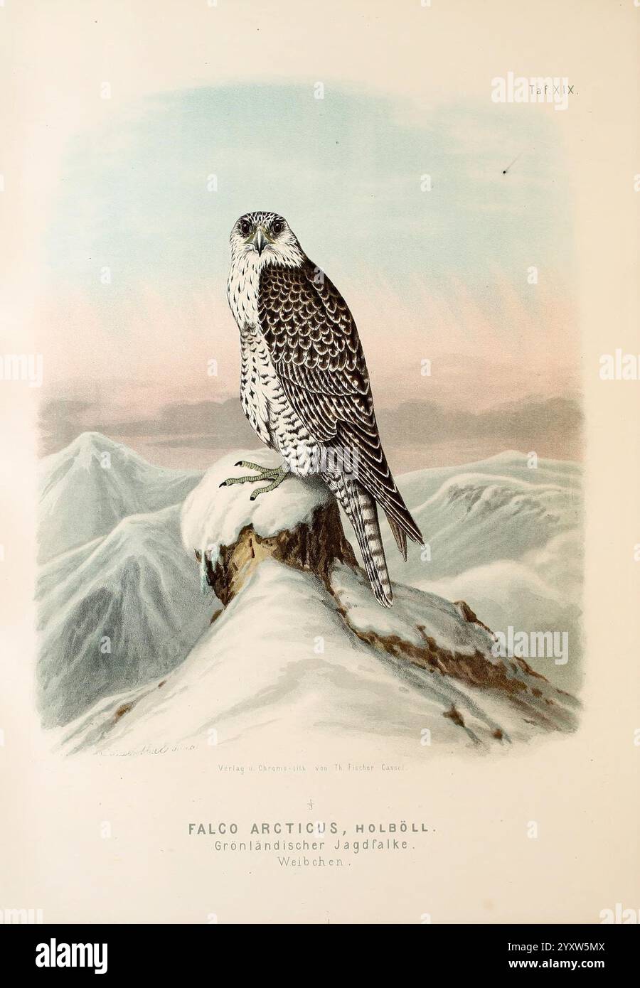 Harsh yet beautiful arctic environment hi-res stock photography and ...