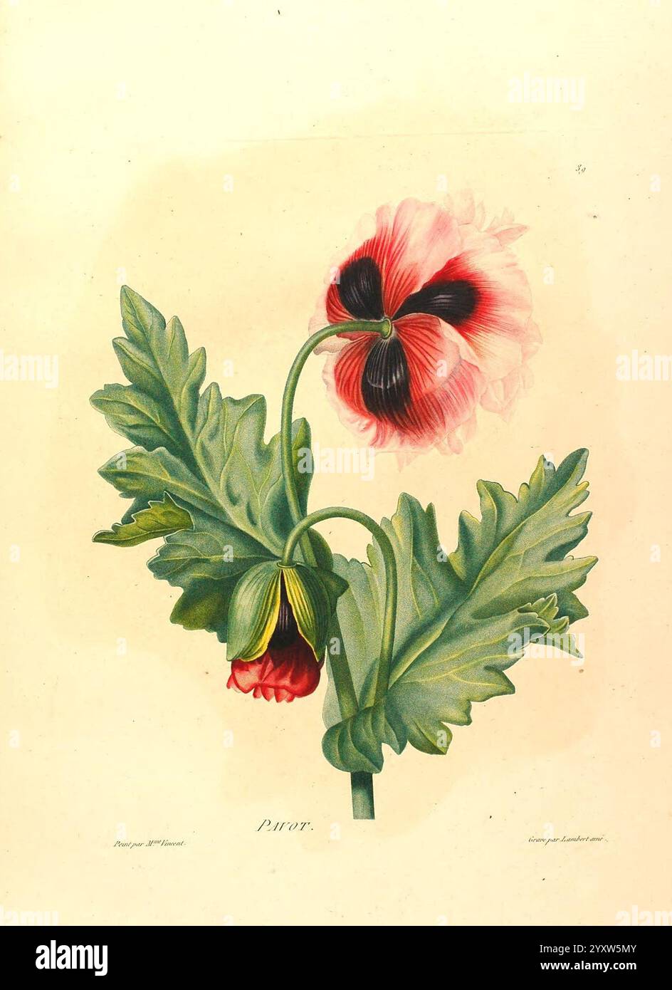 Artists skill in botanical illustration hi-res stock photography and ...