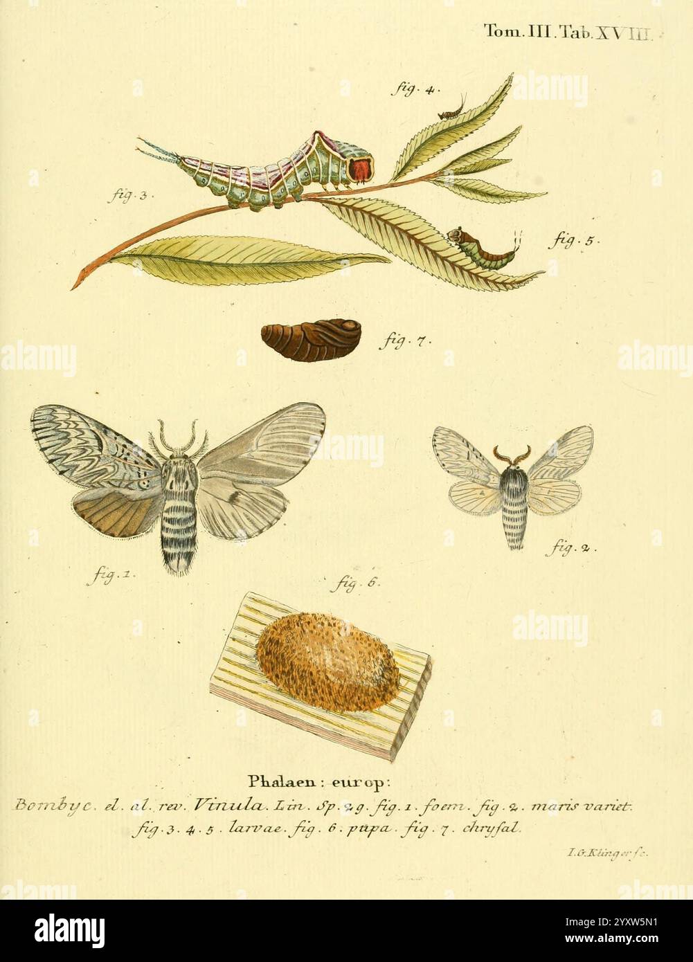 Top section features two moth figures labeled hi-res stock photography ...