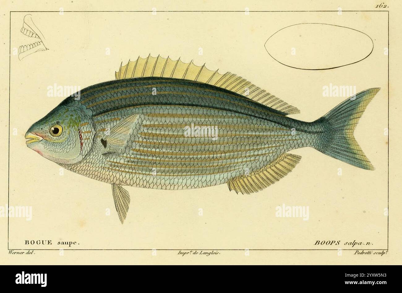 Fish features elongated hi-res stock photography and images - Alamy