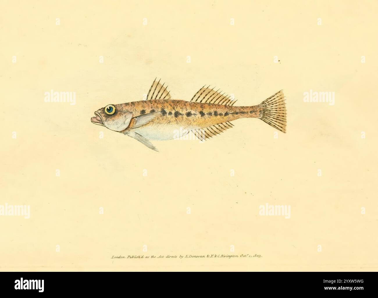 Fishs graceful appearance hi-res stock photography and images - Alamy